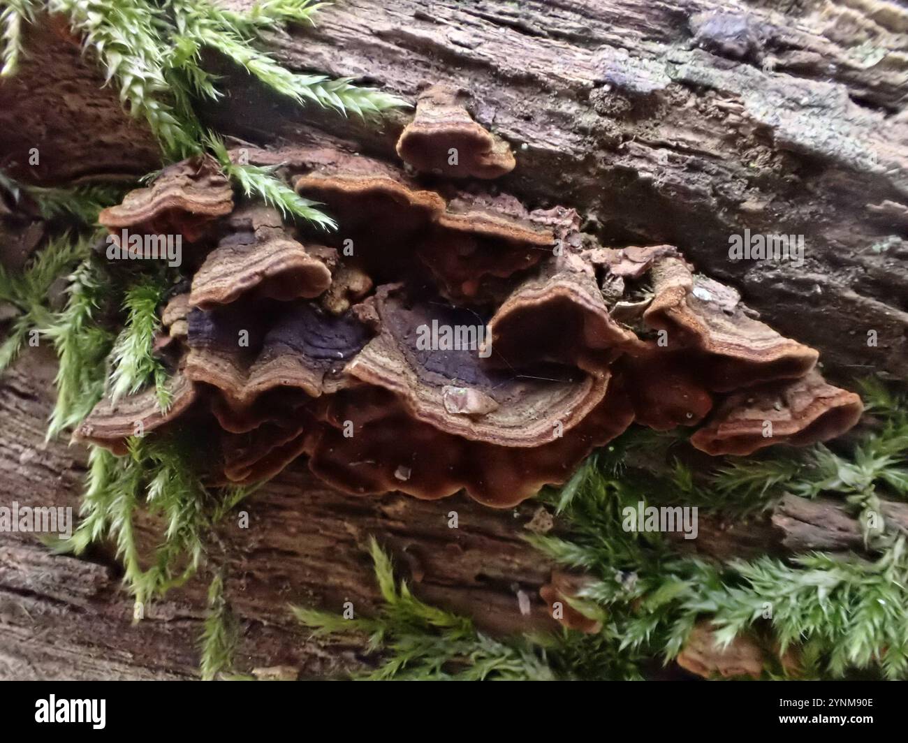 Oak Curtain Crust Fungus (Hymenochaete rubiginosa Stock Photo - Alamy