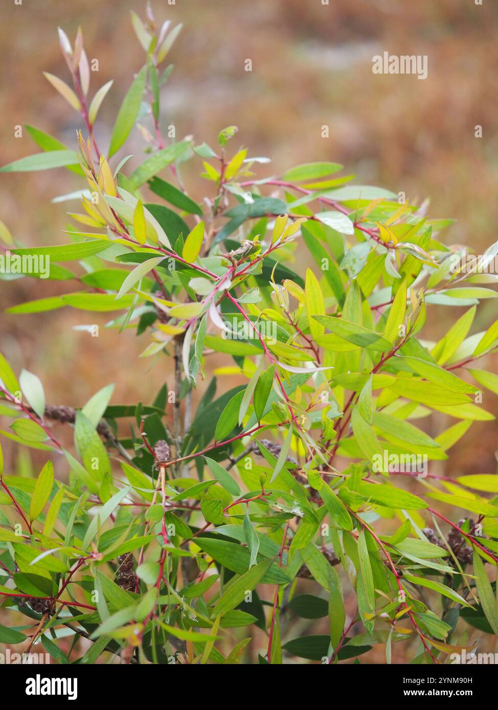 Weeping Paperbark (Melaleuca leucadendra Stock Photo - Alamy