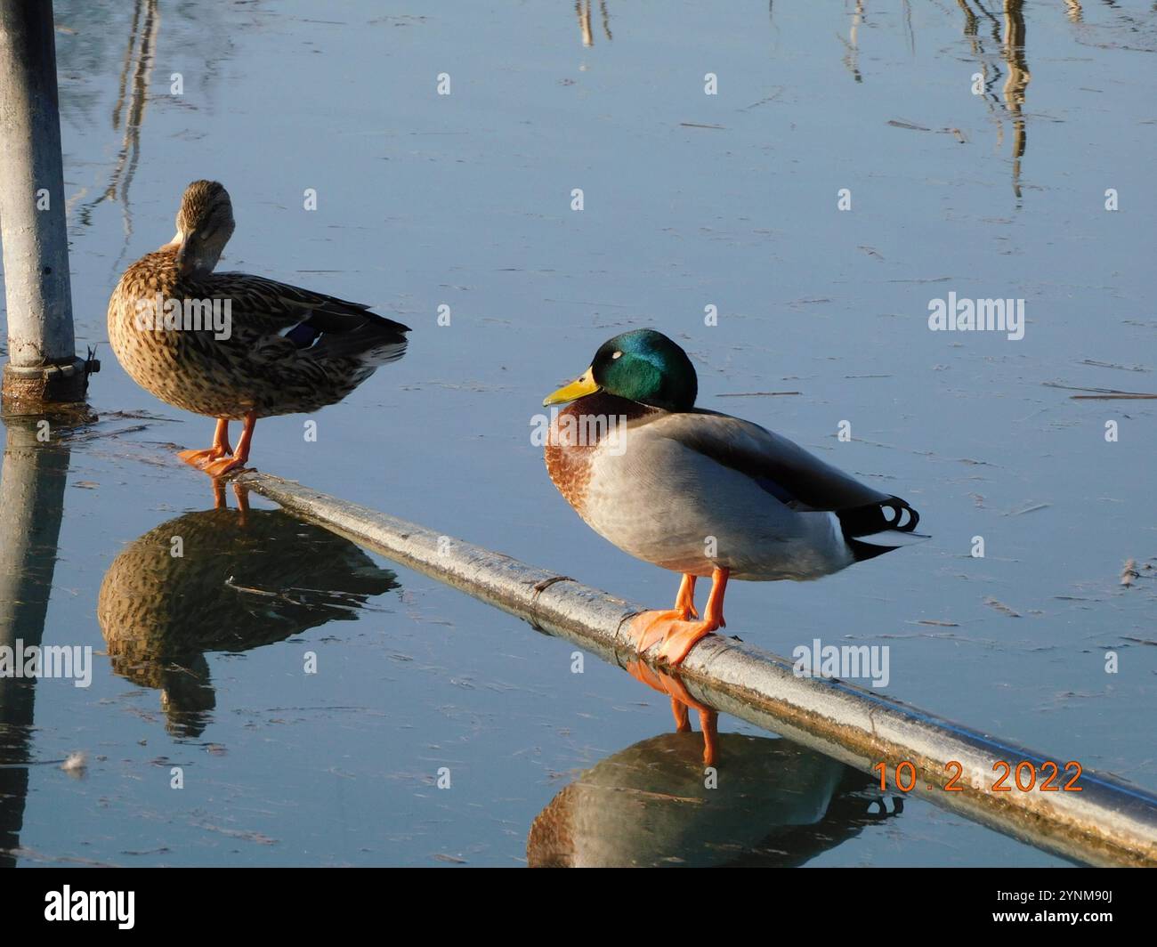 Mallard (Anas platyrhynchos Stock Photo - Alamy
