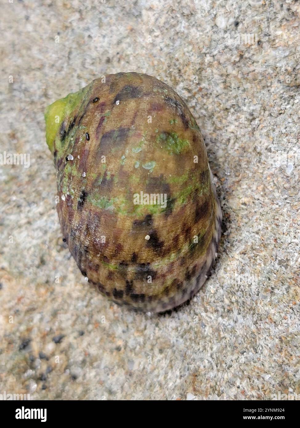 Bleeding Tooth Nerite (Nerita peloronta Stock Photo - Alamy