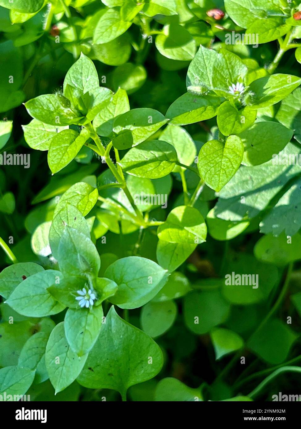 common chickweed (Stellaria media Stock Photo - Alamy