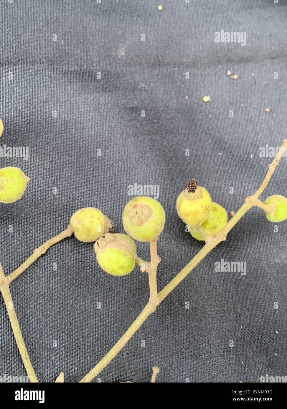 myrtle family (Myrtaceae Stock Photo - Alamy