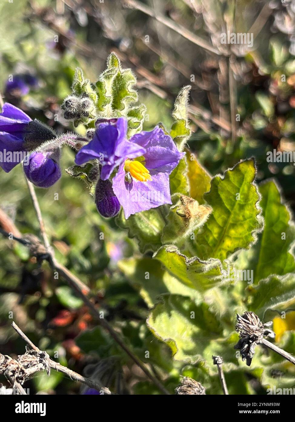 purple nightshade (Solanum xanti Stock Photo - Alamy