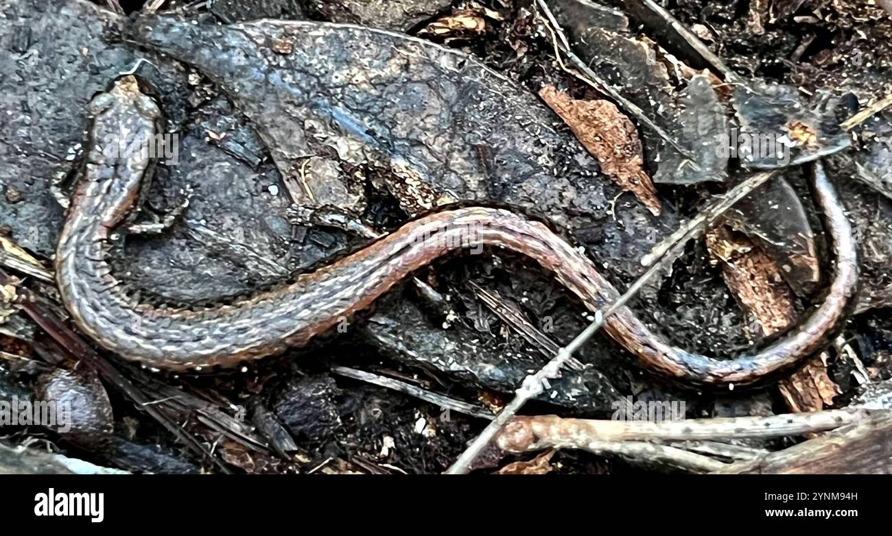 California Slender Salamander (Batrachoseps attenuatus Stock Photo - Alamy