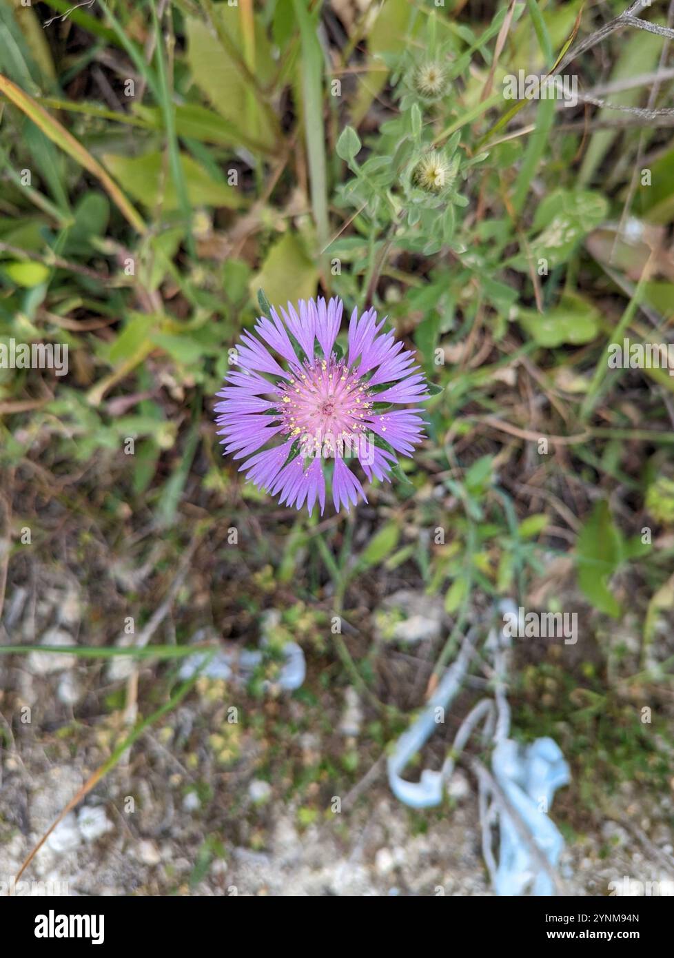 Iberian knapweed hi-res stock photography and images - Alamy