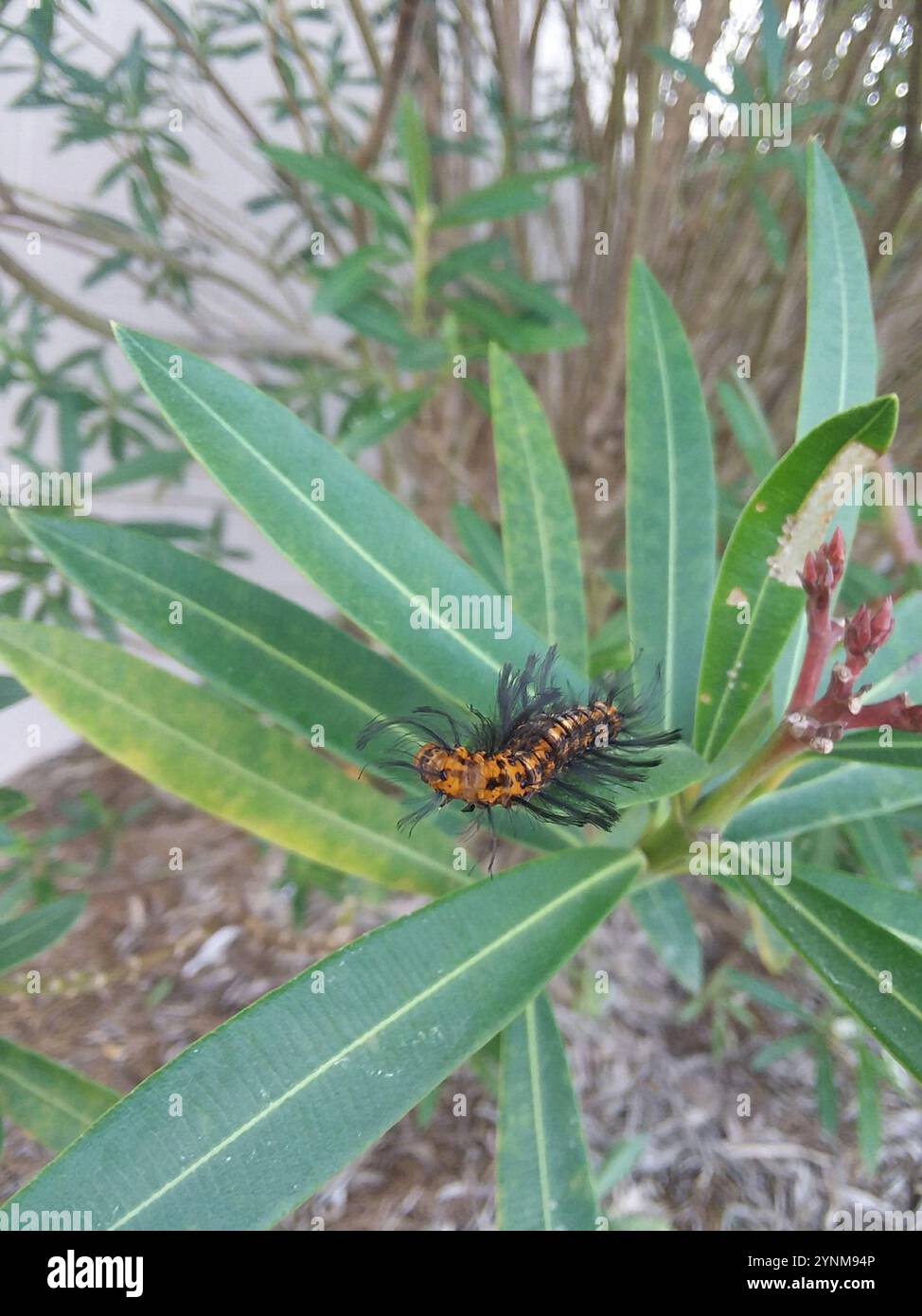 Polka-Dot Wasp Moth (Syntomeida epilais Stock Photo - Alamy