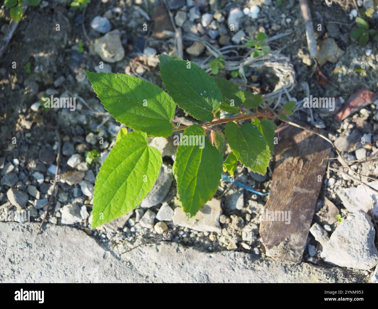 calabur tree (Muntingia calabura Stock Photo - Alamy