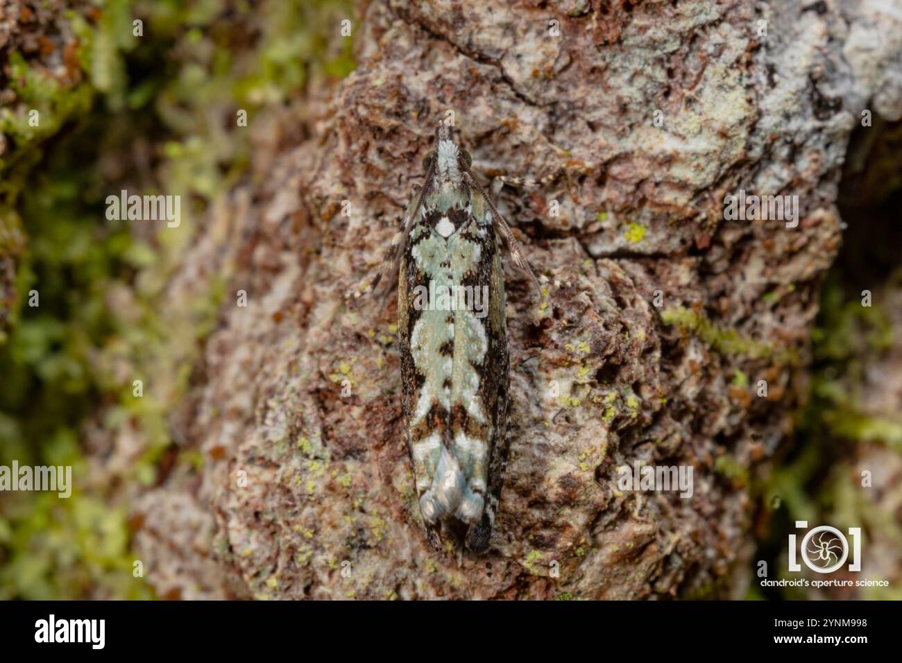 Filigreed Moth (Chimoptesis pennsylvaniana Stock Photo - Alamy