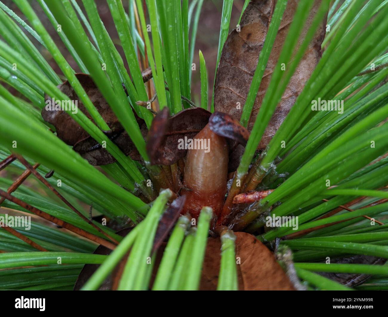 longleaf pine (Pinus palustris Stock Photo - Alamy