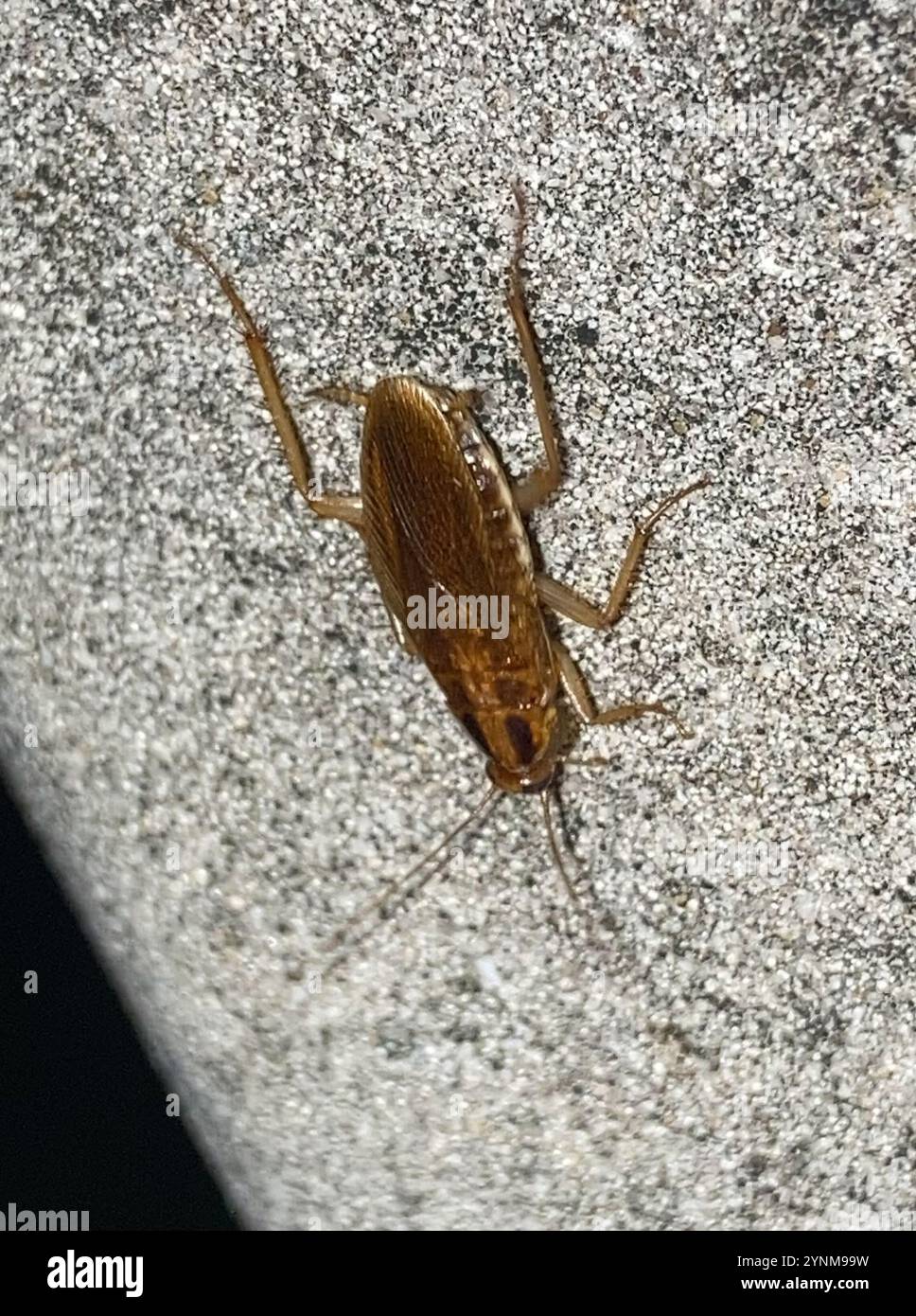 German Cockroach (Blattella germanica Stock Photo - Alamy