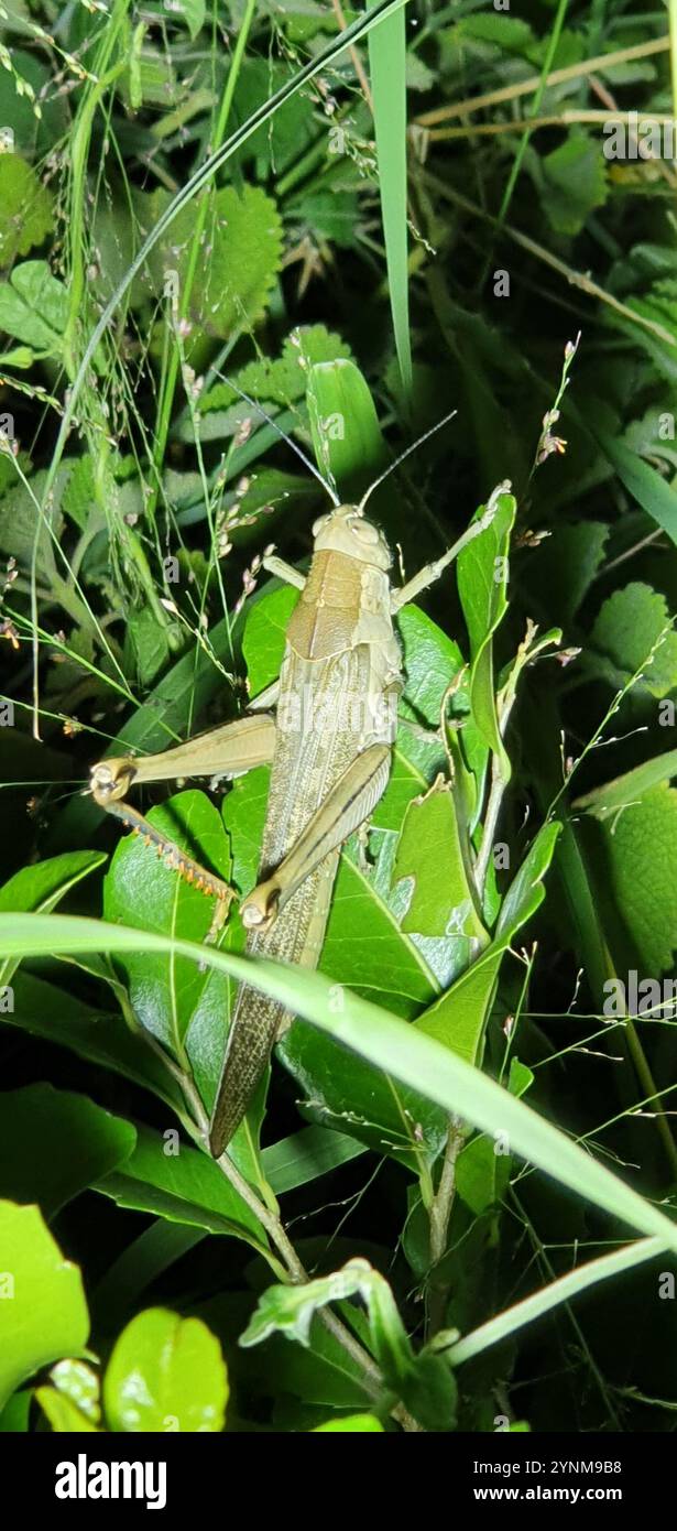 Short-horned Grasshoppers (Acrididae Stock Photo - Alamy