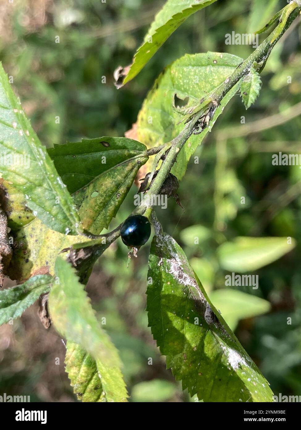 Metallic Blue Lady Beetle (Curinus coeruleus Stock Photo - Alamy