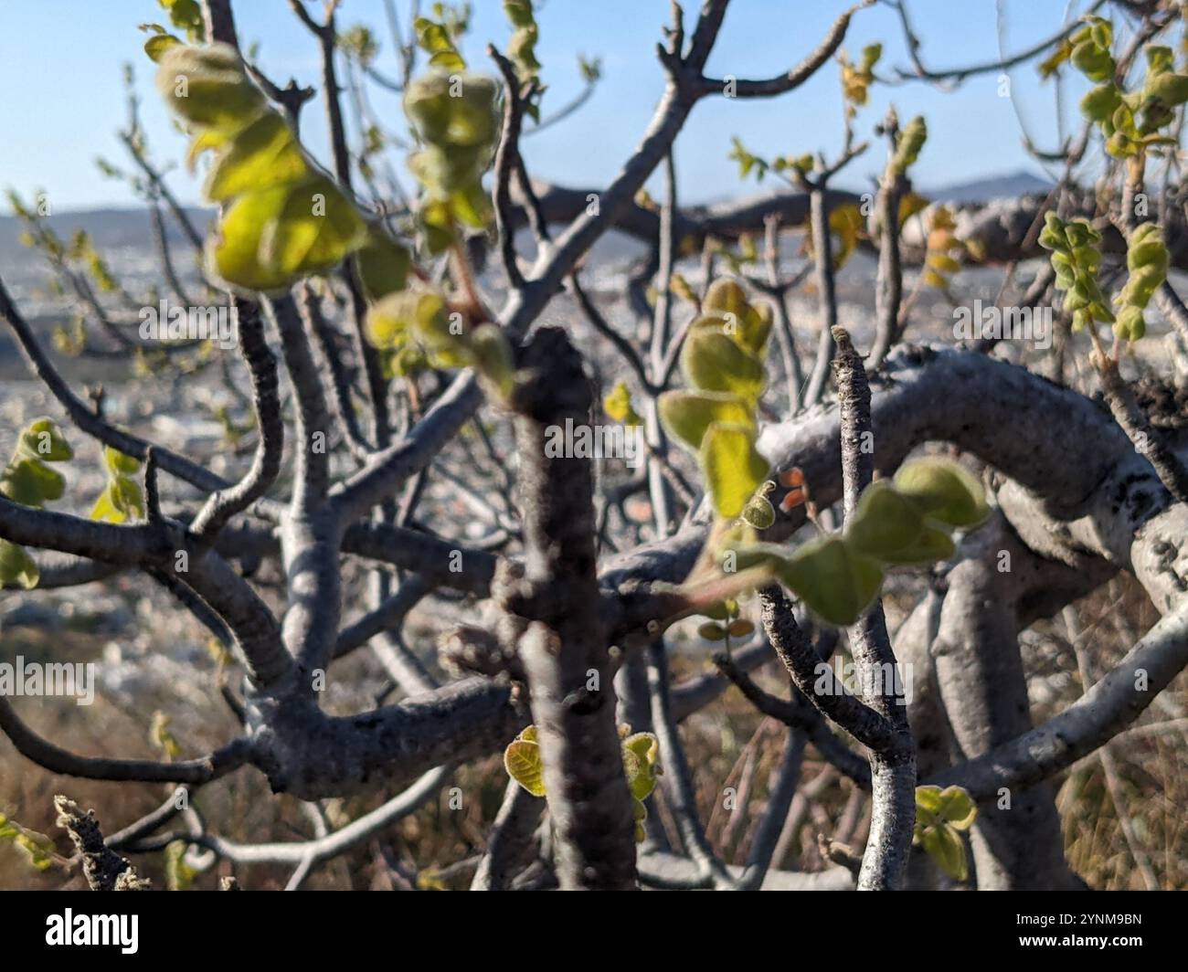 cimarron plum (Cyrtocarpa edulis Stock Photo - Alamy