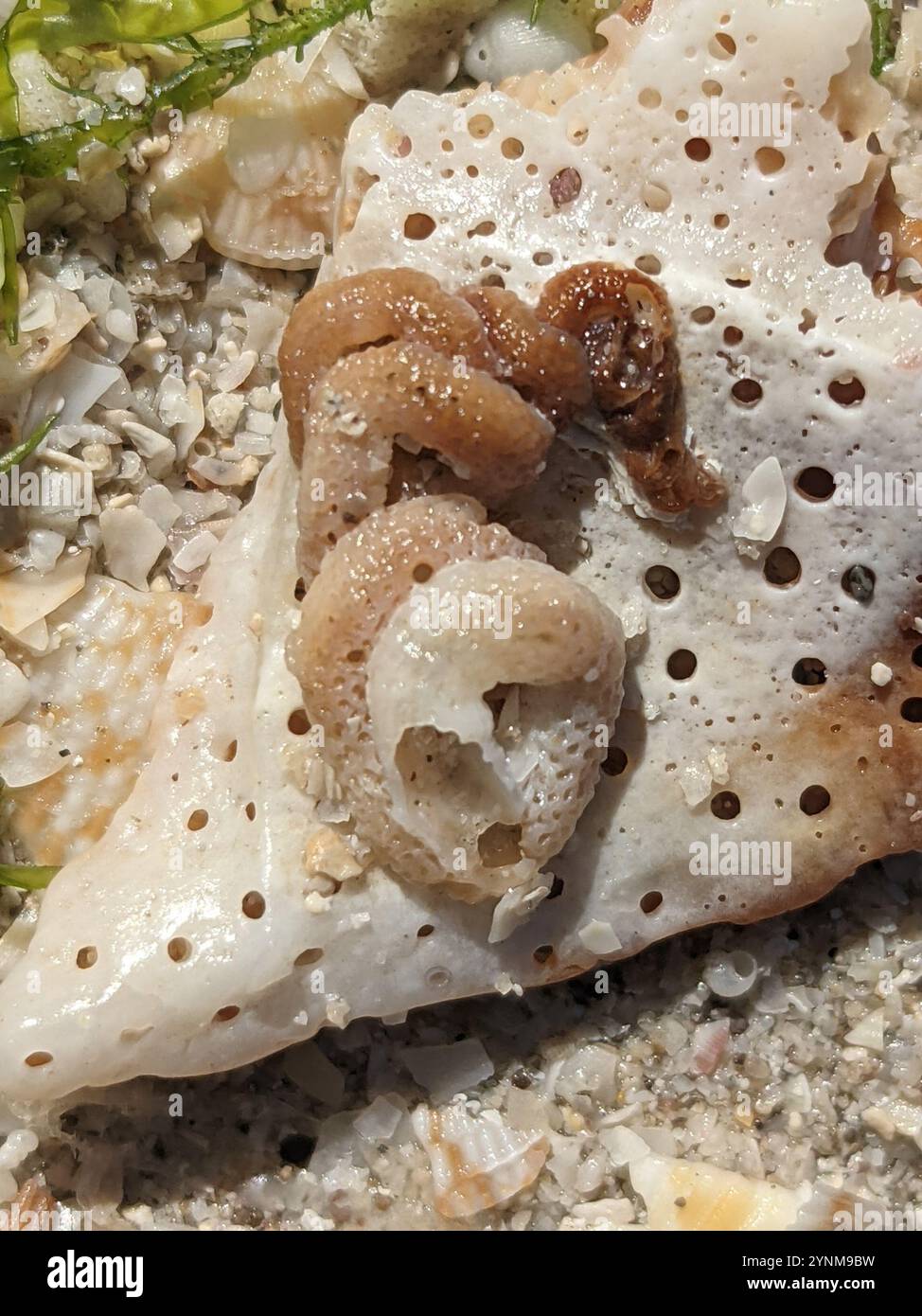 Vermetidae hi-res stock photography and images - Alamy