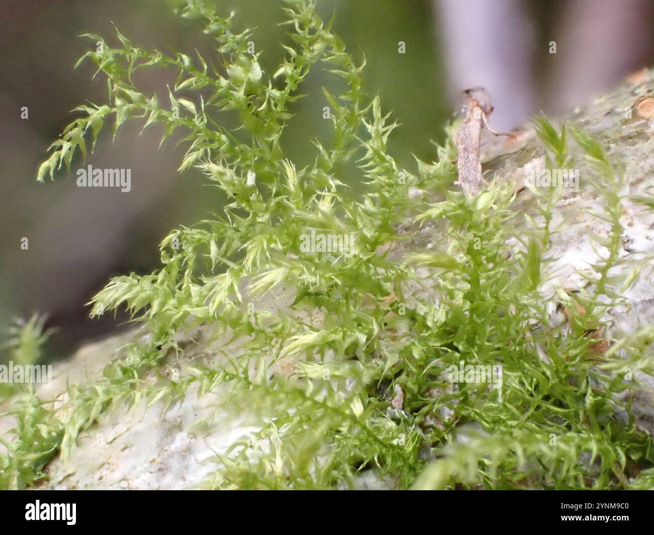 Common Feather-moss (Kindbergia praelonga Stock Photo - Alamy