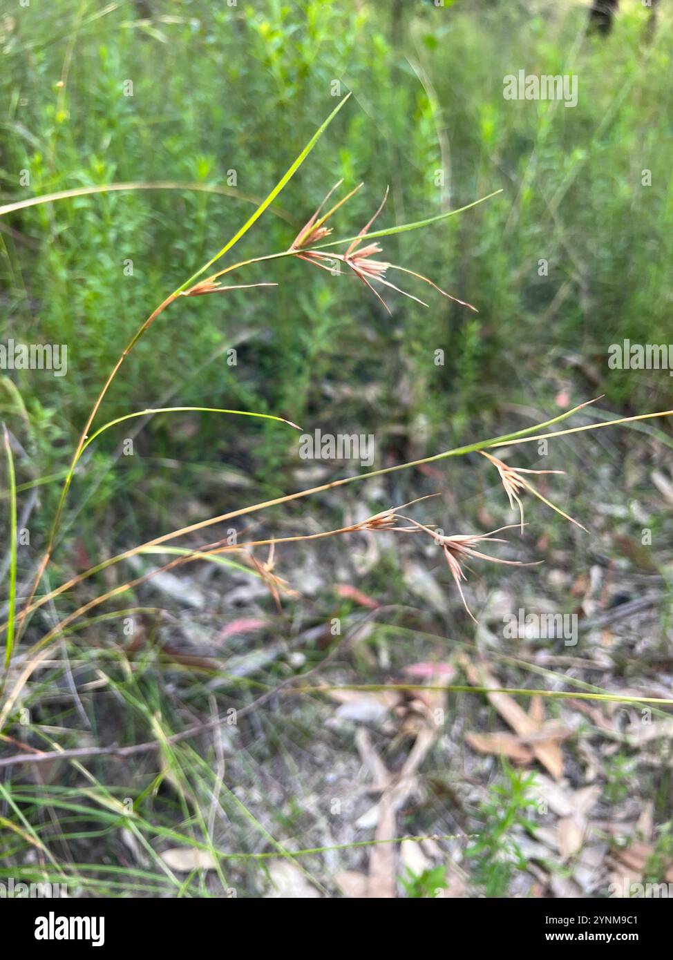 Themeda triandra hi-res stock photography and images - Alamy
