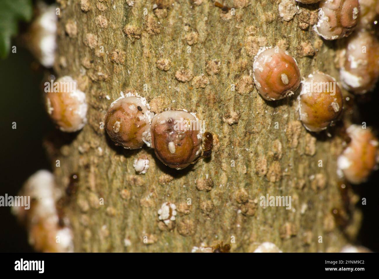 Wax Scales (Ceroplastes Stock Photo - Alamy