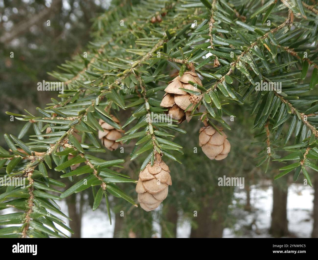 eastern hemlock (Tsuga canadensis Stock Photo - Alamy