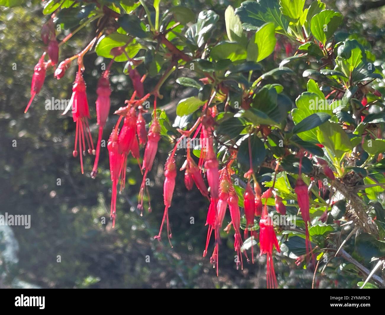 Fuchsiaflower gooseberry hi-res stock photography and images - Alamy