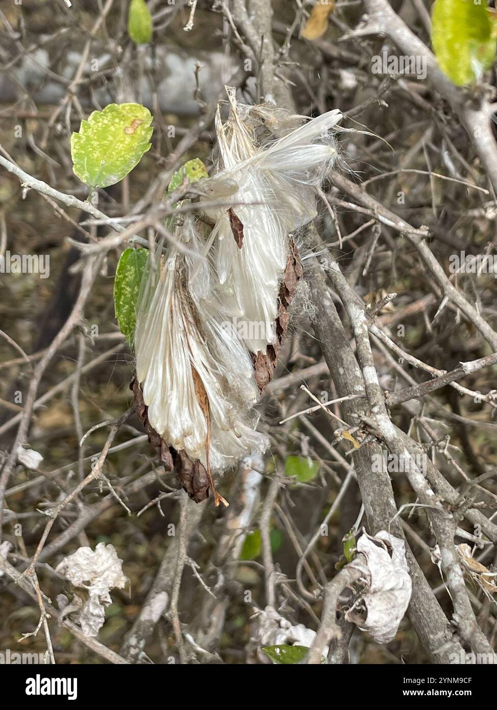 Talayote hi-res stock photography and images - Alamy