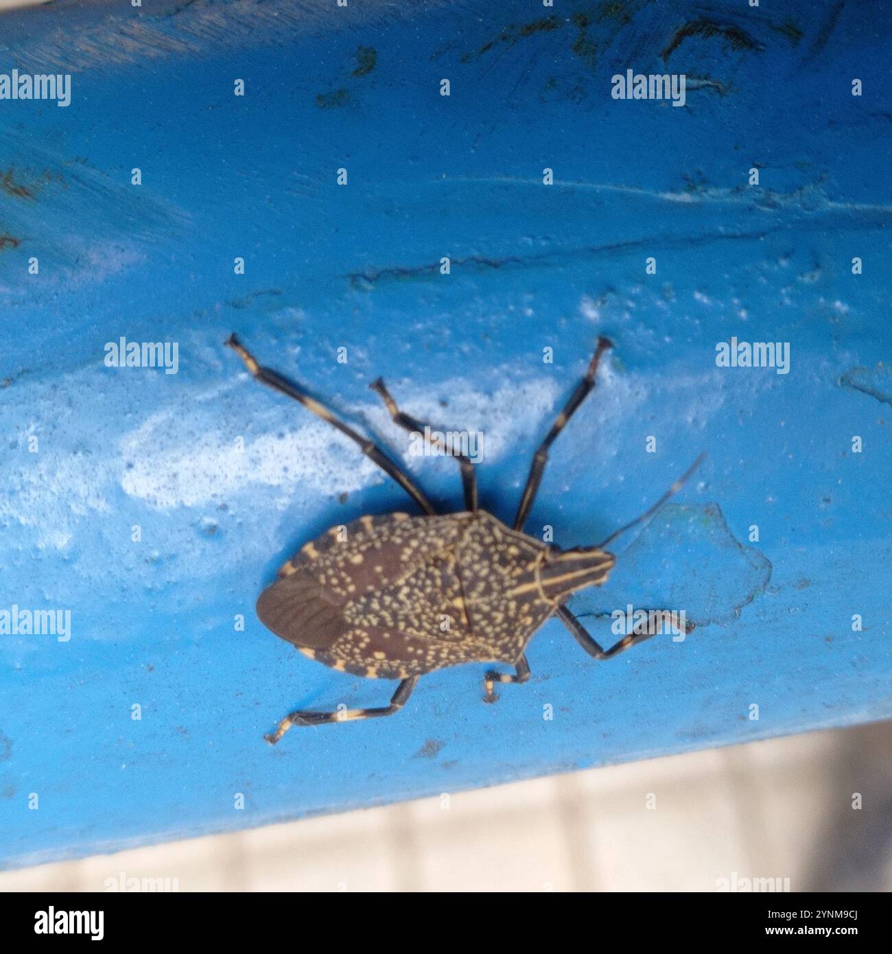 Yellow-spotted Stink Bug (Erthesina fullo Stock Photo - Alamy