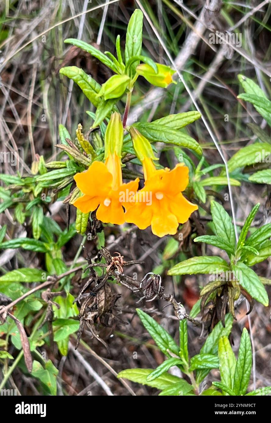 orange bush monkeyflower (Diplacus aurantiacus Stock Photo - Alamy