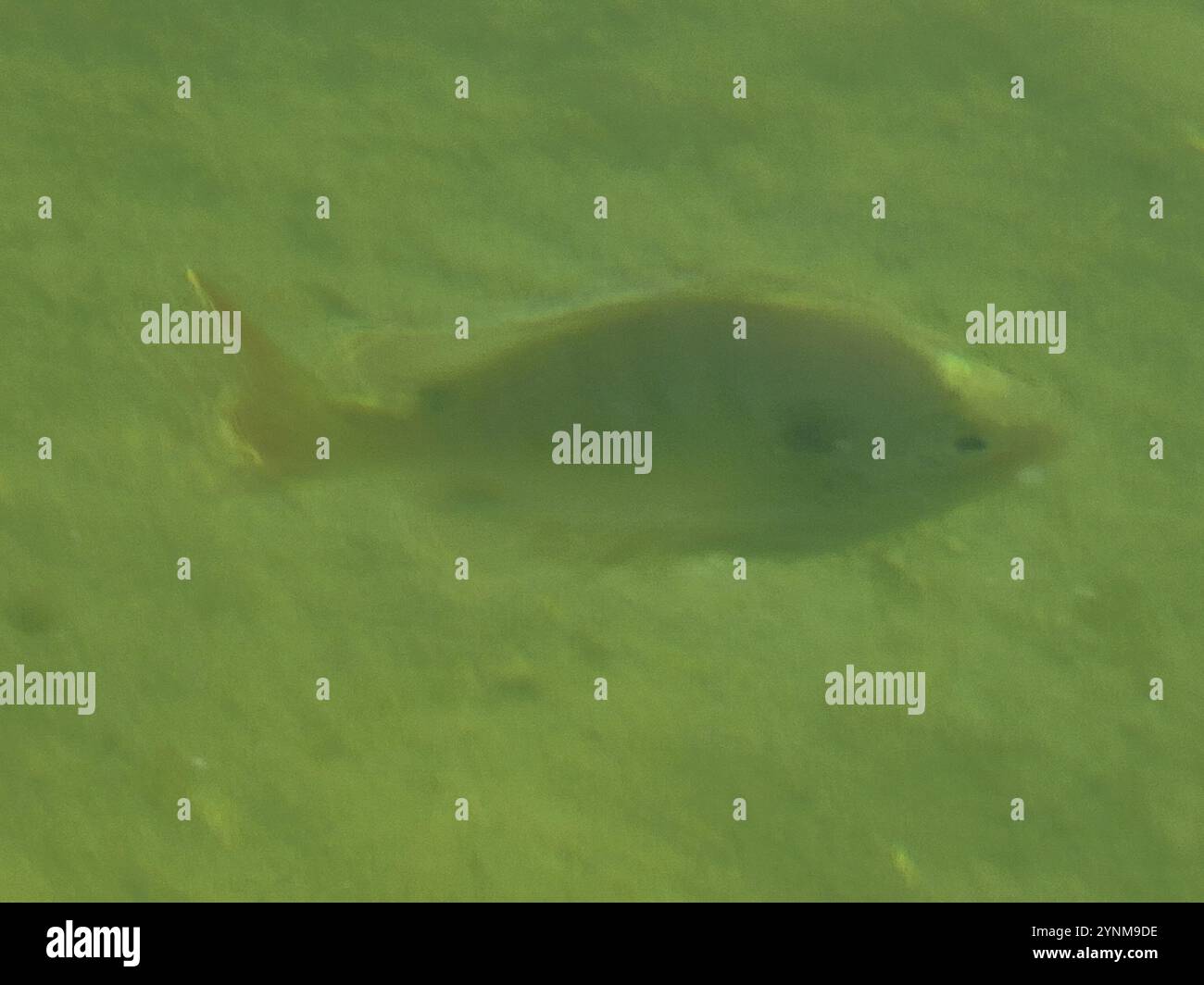 Coppernose Bluegill (Lepomis macrochirus purpurascens Stock Photo - Alamy
