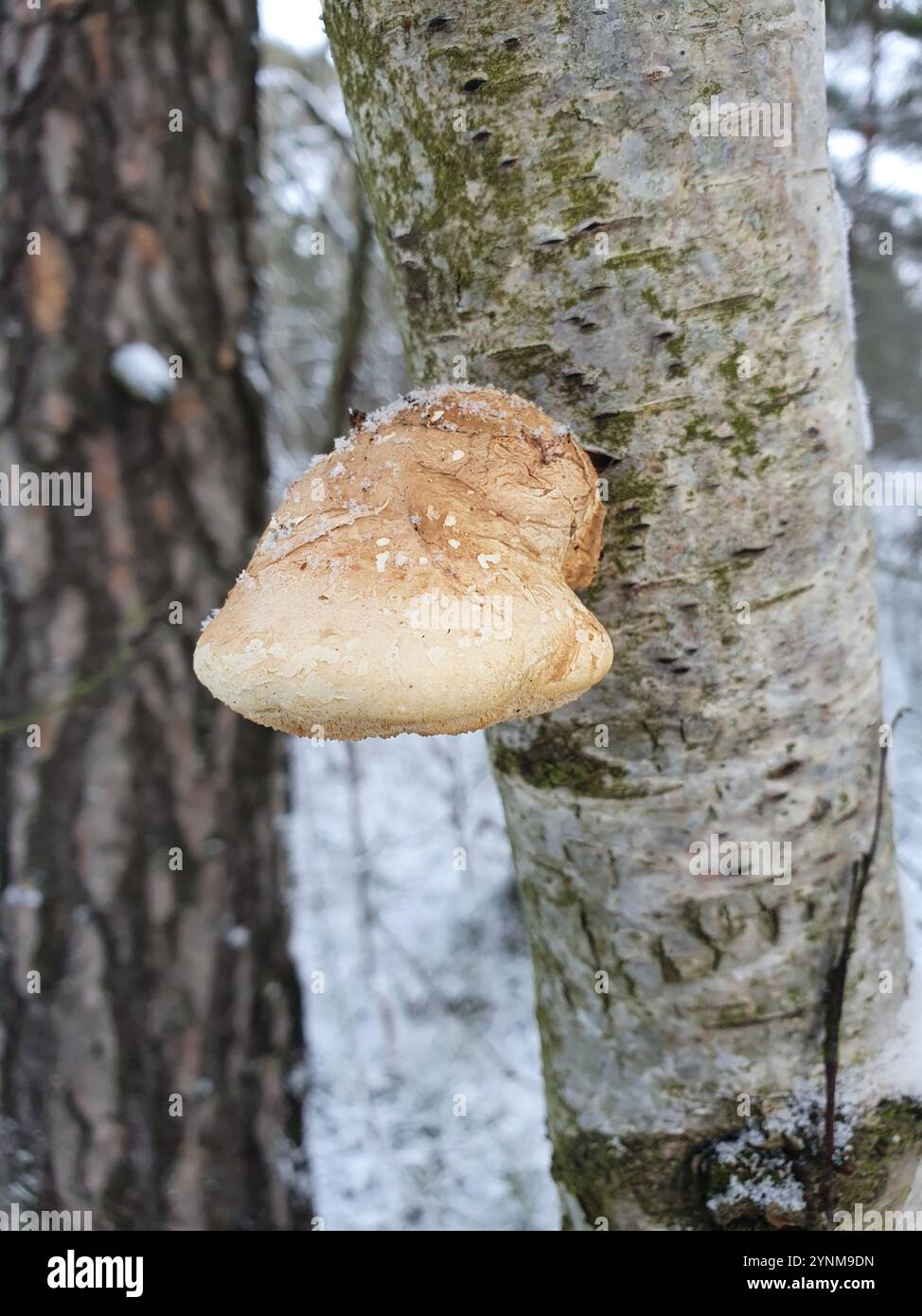 birch polypore (Fomitopsis betulina Stock Photo - Alamy