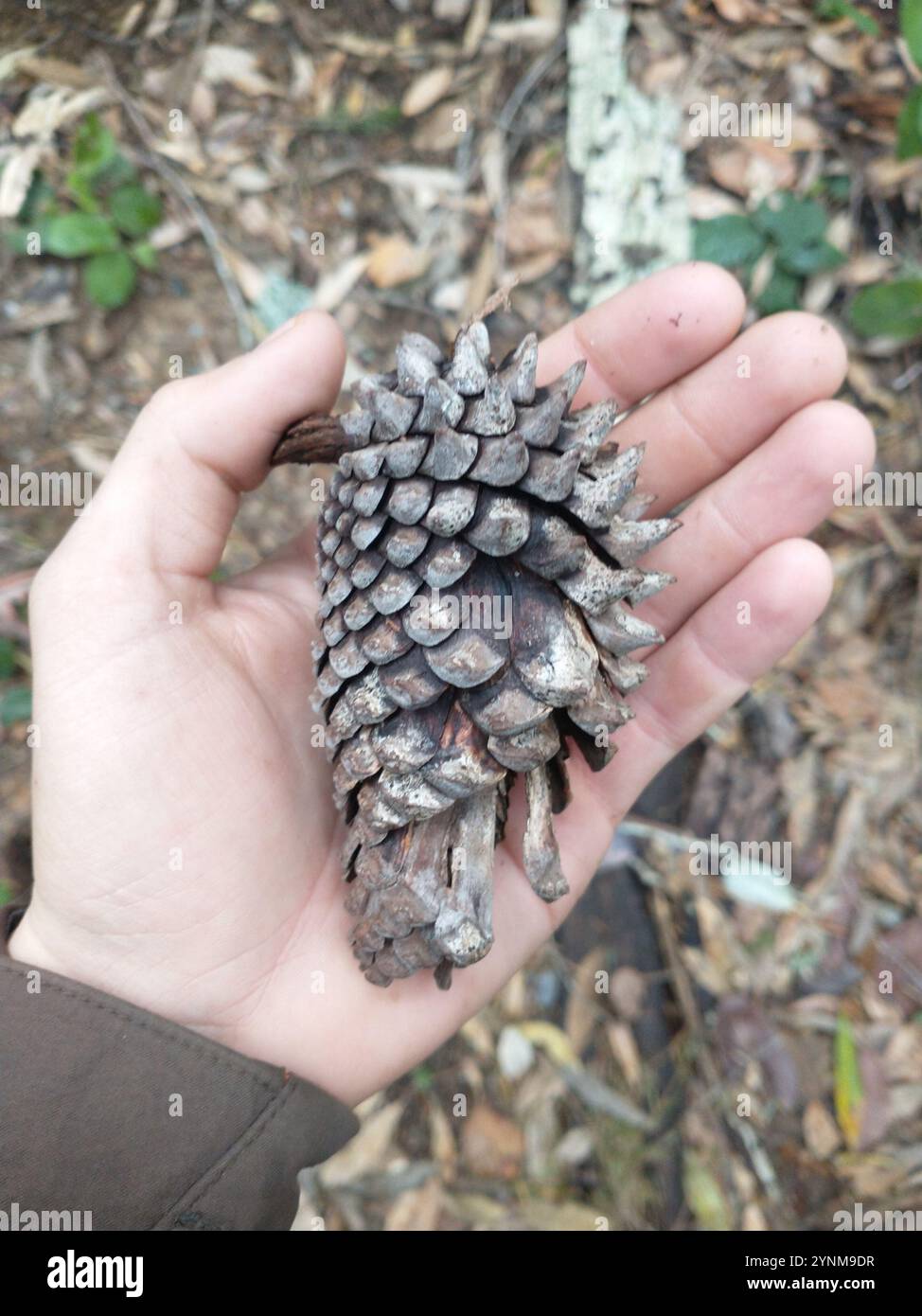 knobcone pine (Pinus attenuata Stock Photo - Alamy