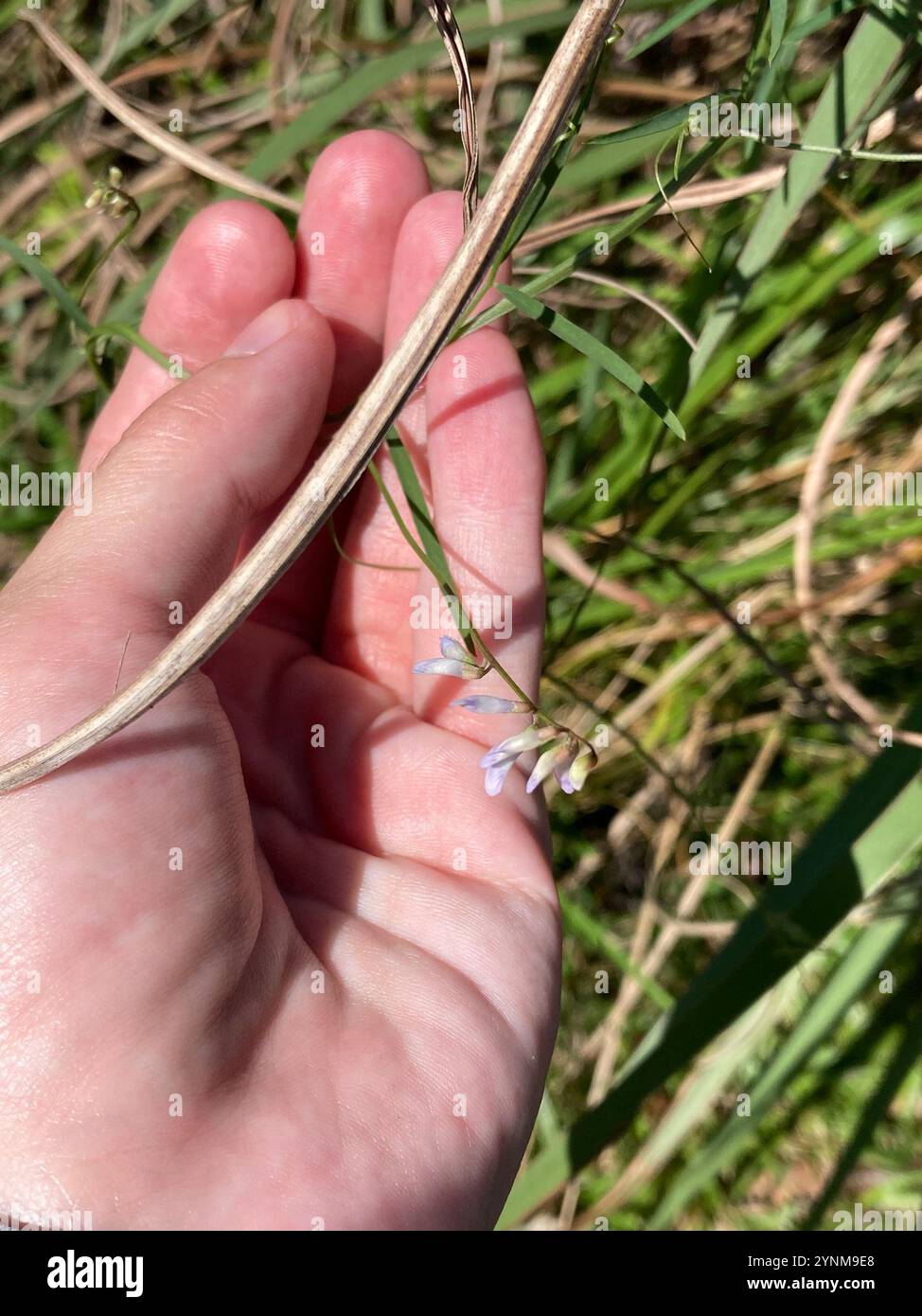 Fourleaf Vetch (Vicia acutifolia Stock Photo - Alamy
