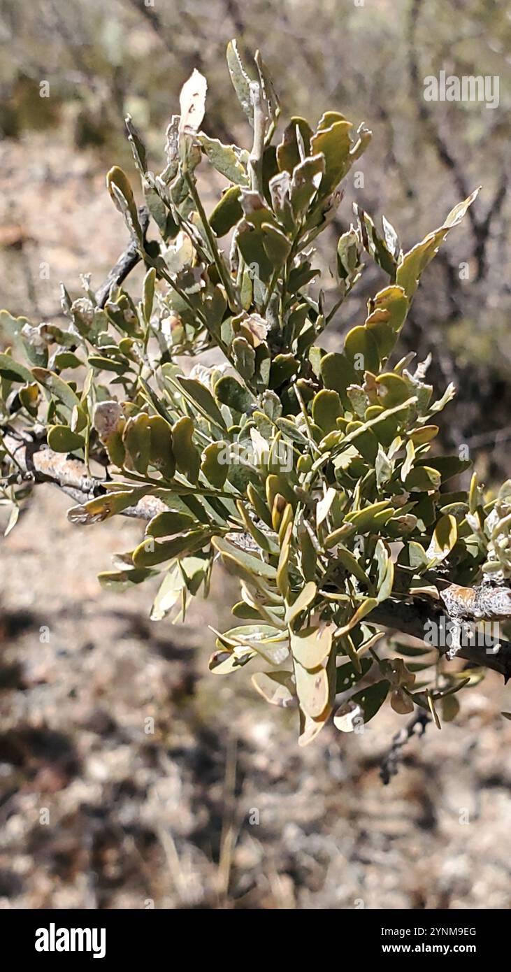 desert ironwood (Olneya tesota Stock Photo - Alamy