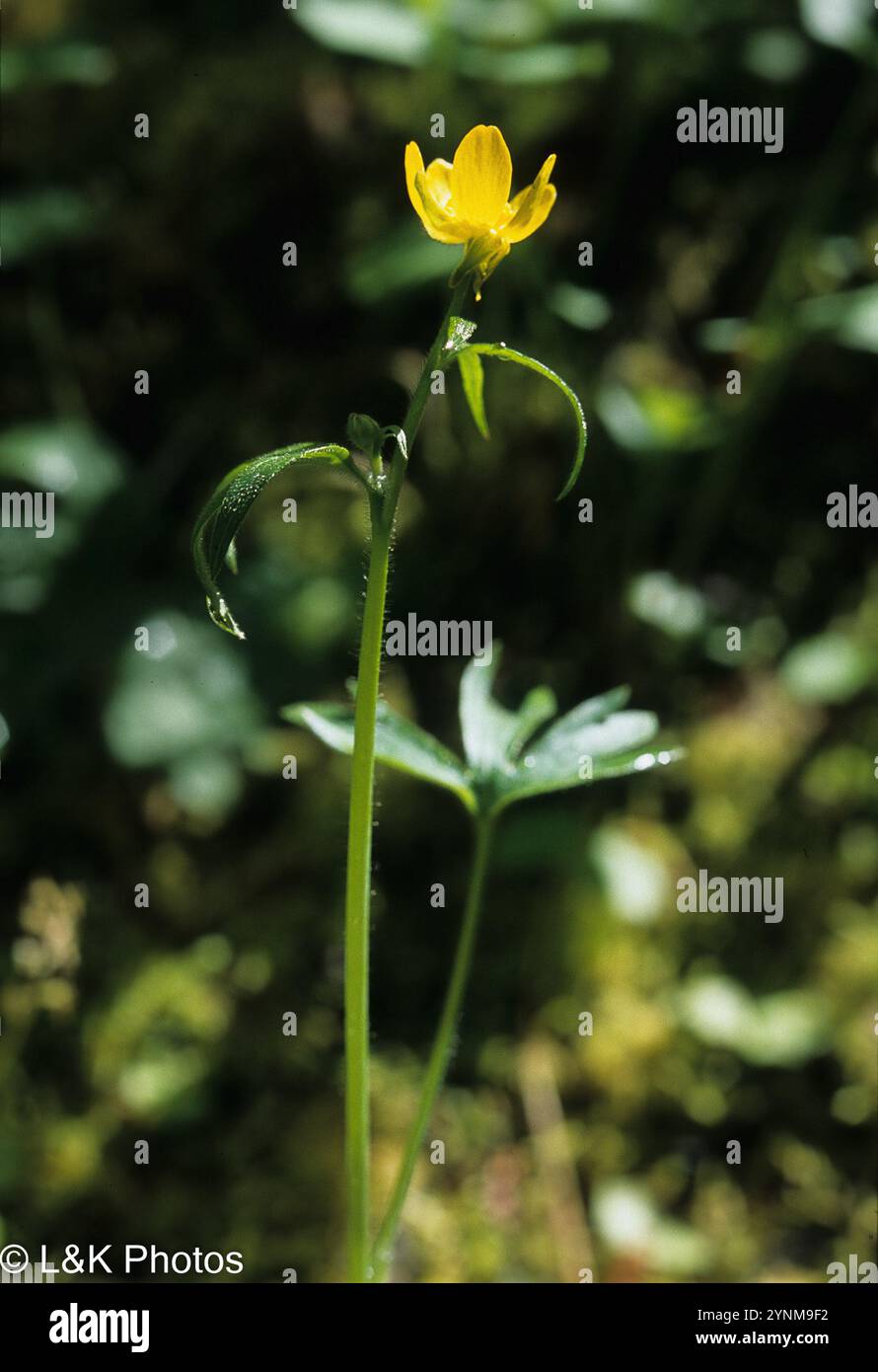 Western Buttercup (Ranunculus occidentalis Stock Photo - Alamy