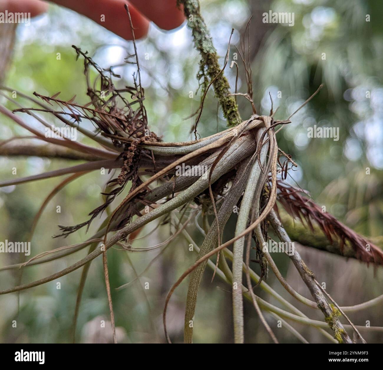 Manatee River airplant (Tillandsia simulata Stock Photo - Alamy