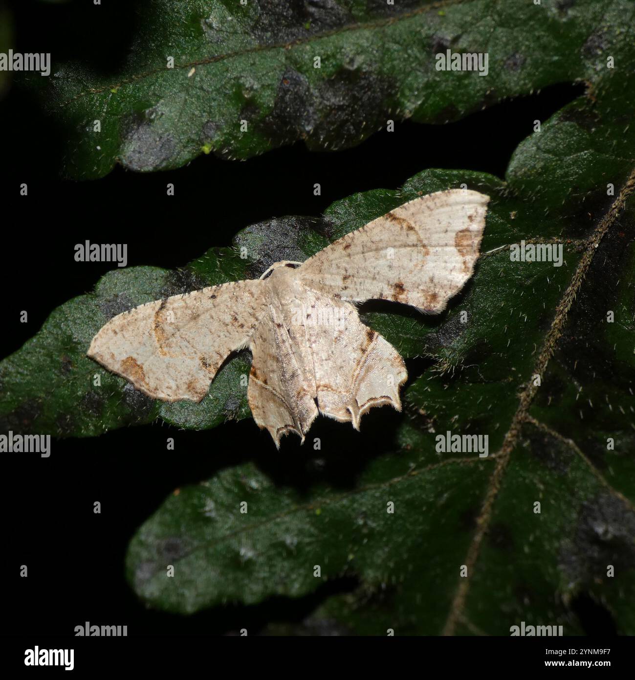Geometer Moths (Geometridae Stock Photo - Alamy
