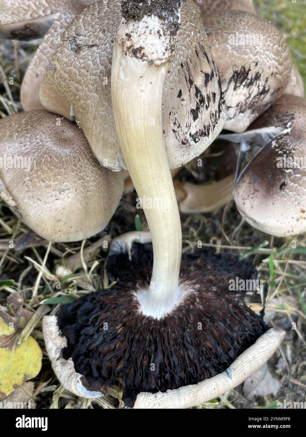 Common Ink Cap (Coprinopsis atramentaria Stock Photo - Alamy