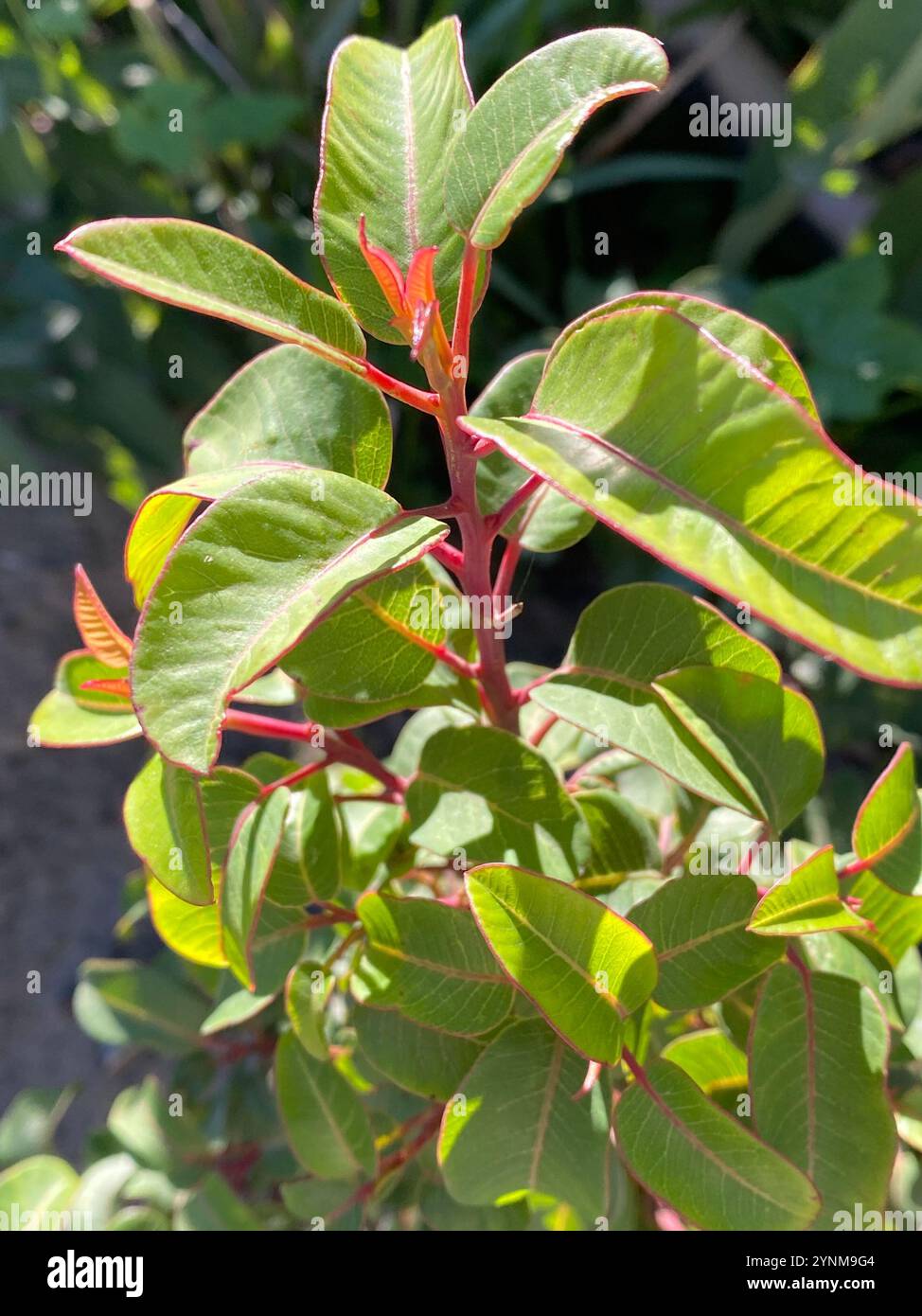 laurel sumac (Malosma laurina Stock Photo - Alamy