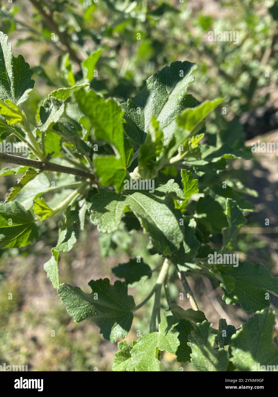 southern coastal bushmallow (Malacothamnus fasciculatus Stock Photo - Alamy