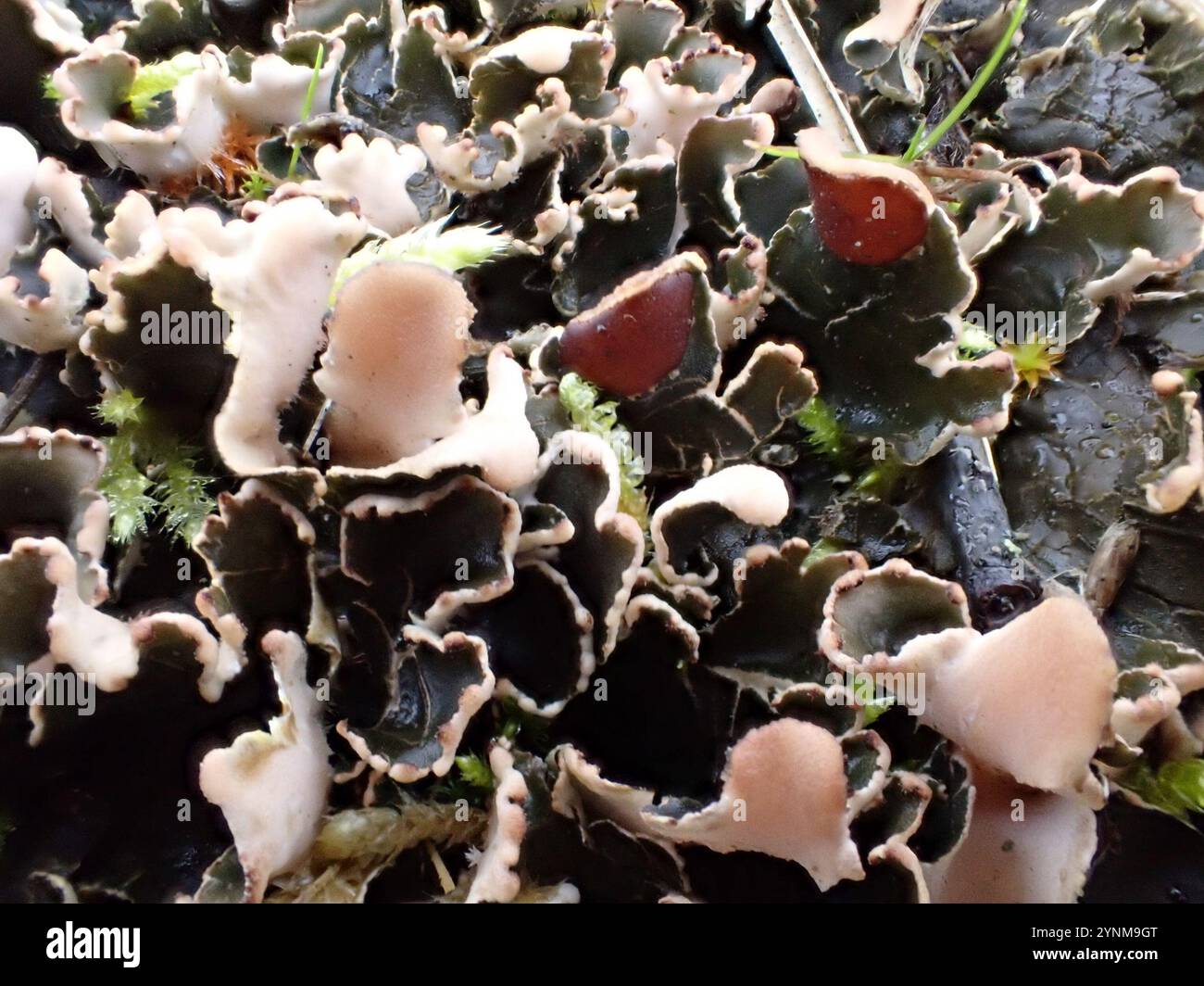 Blacksaddle pelt lichen (Peltigera neckeri Stock Photo - Alamy