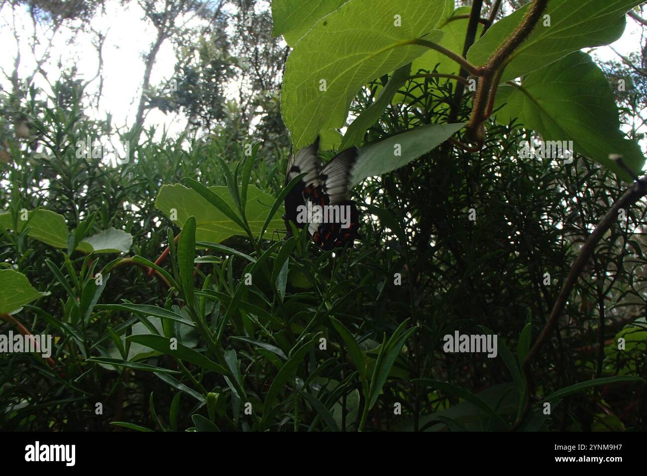 Orchard Swallowtail (Papilio aegeus Stock Photo - Alamy