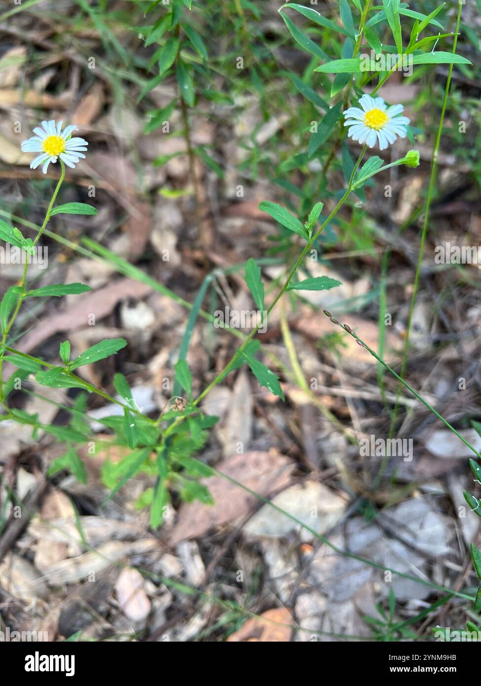 White Burr-Daisy (Calotis dentex Stock Photo - Alamy
