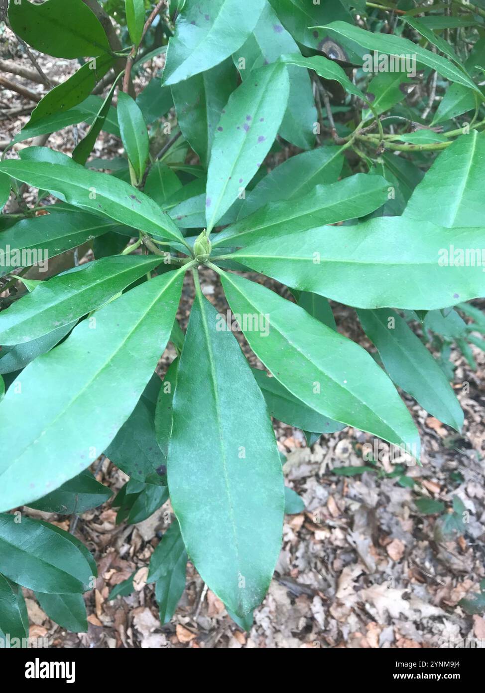 Common Rhododendron (Rhododendron ponticum Stock Photo - Alamy