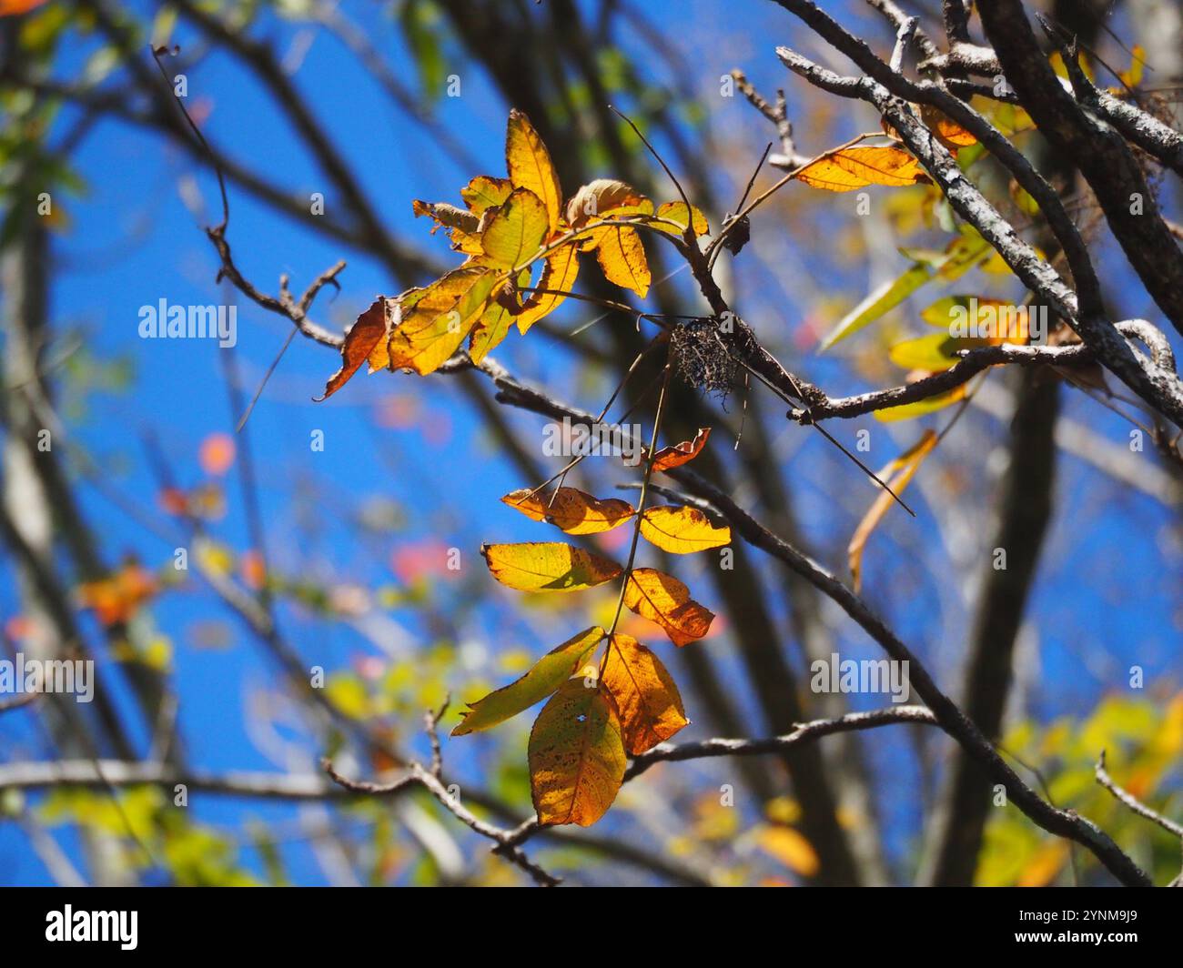 (Rhus chinensis roxburghii Stock Photo - Alamy