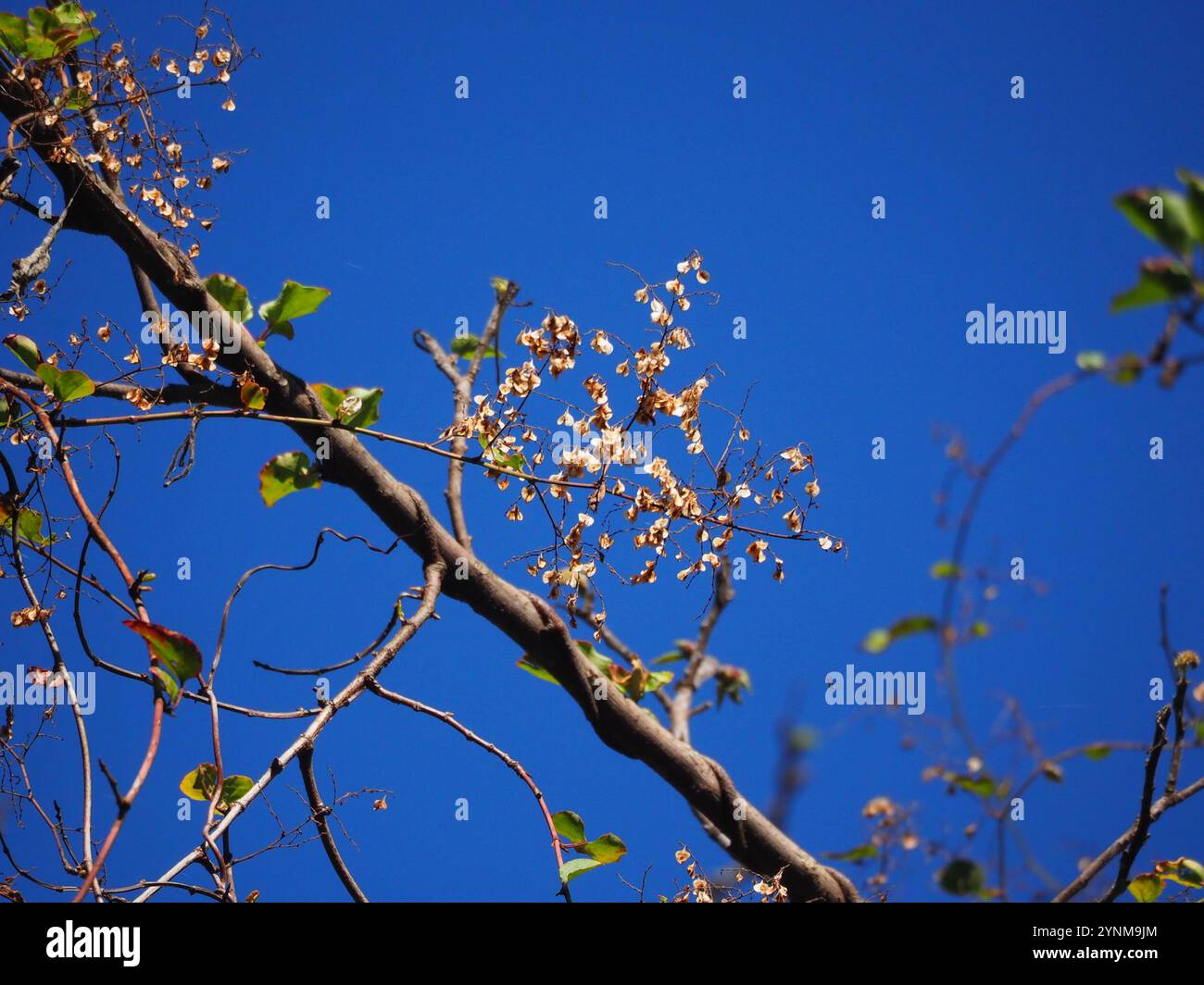 Reynoutria multiflora hi-res stock photography and images - Alamy