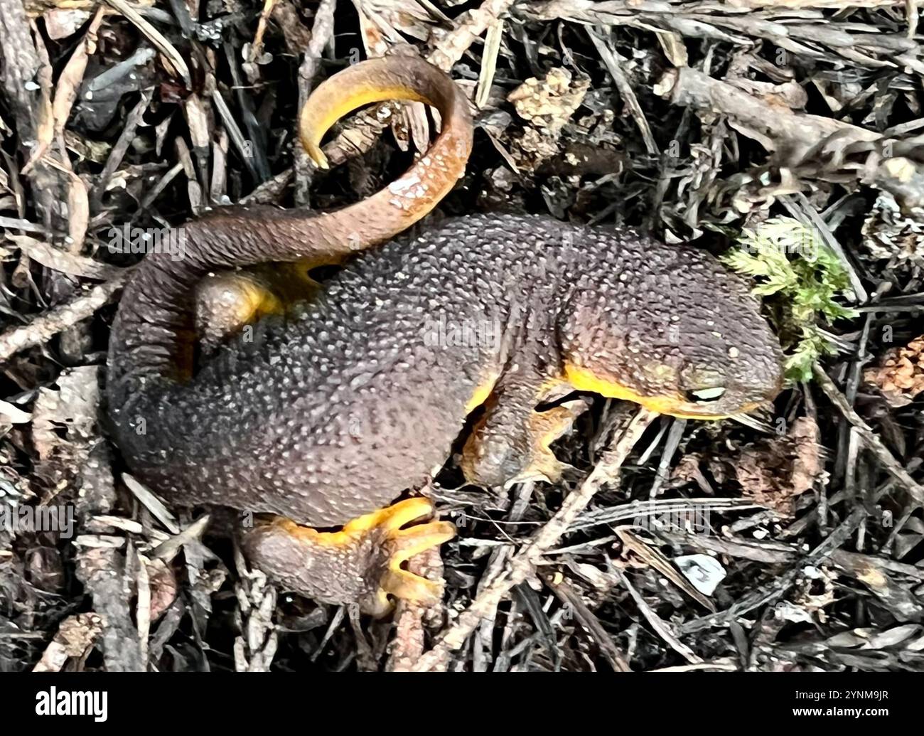 California Newt (Taricha torosa Stock Photo - Alamy