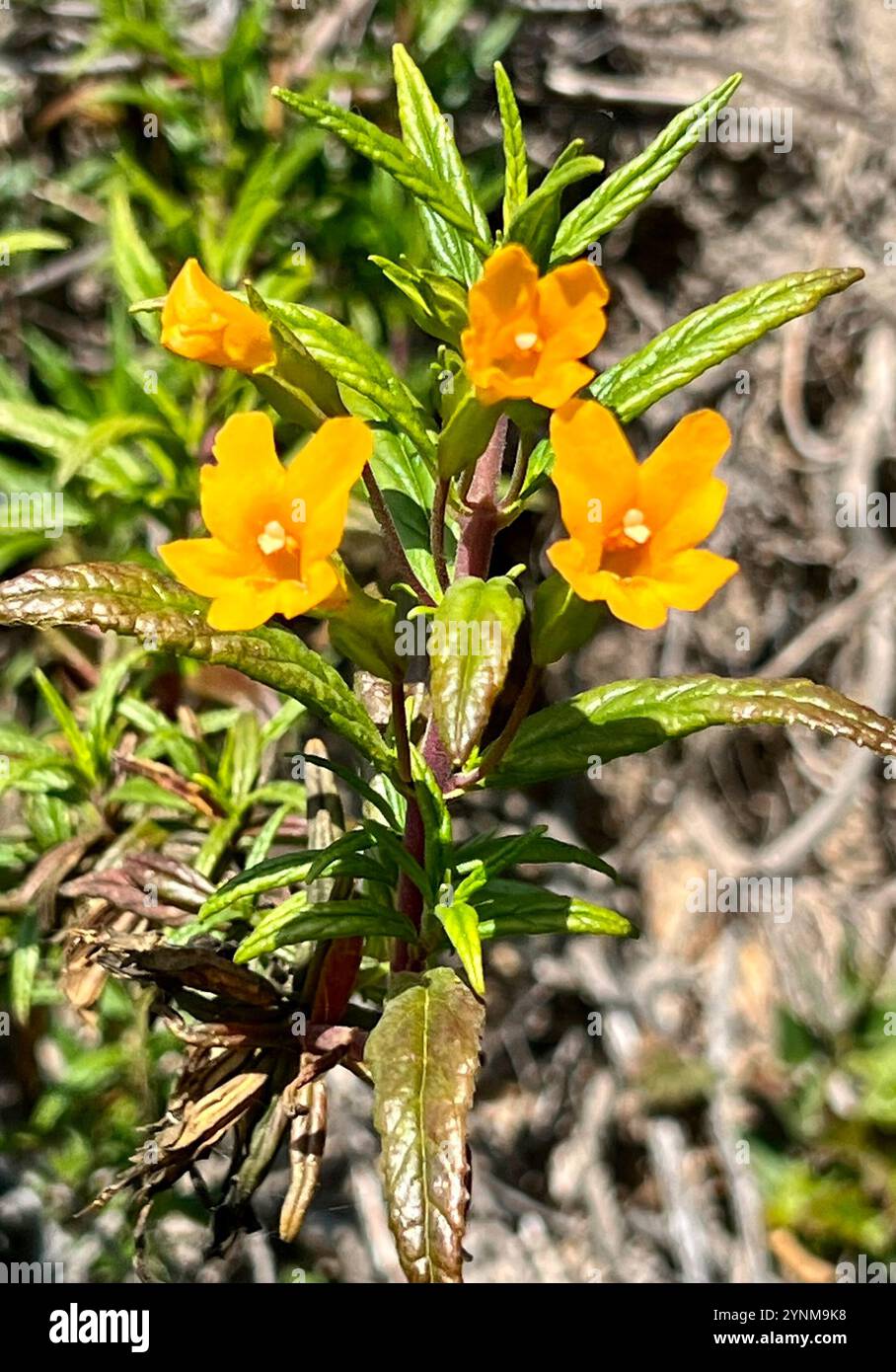 orange bush monkeyflower (Diplacus aurantiacus Stock Photo - Alamy