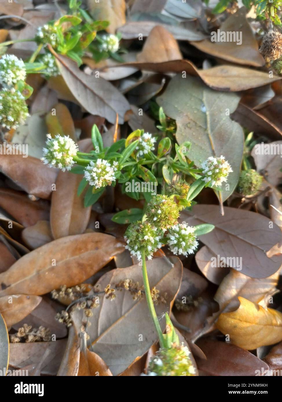 shrubby false buttonweed (Spermacoce verticillata Stock Photo - Alamy