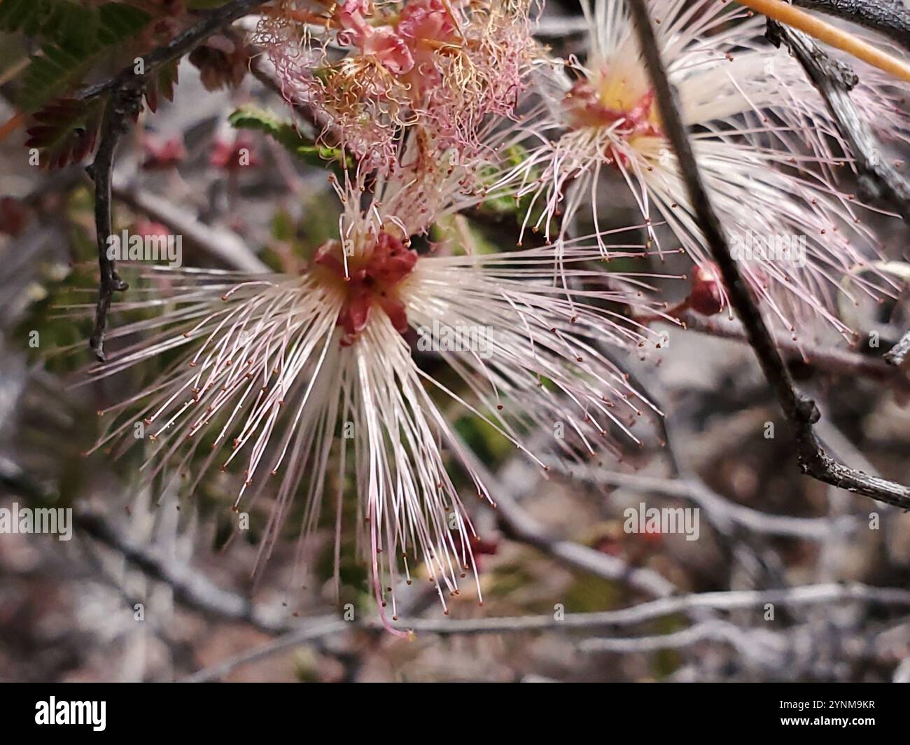 pink fairy-duster (Calliandra eriophylla Stock Photo - Alamy