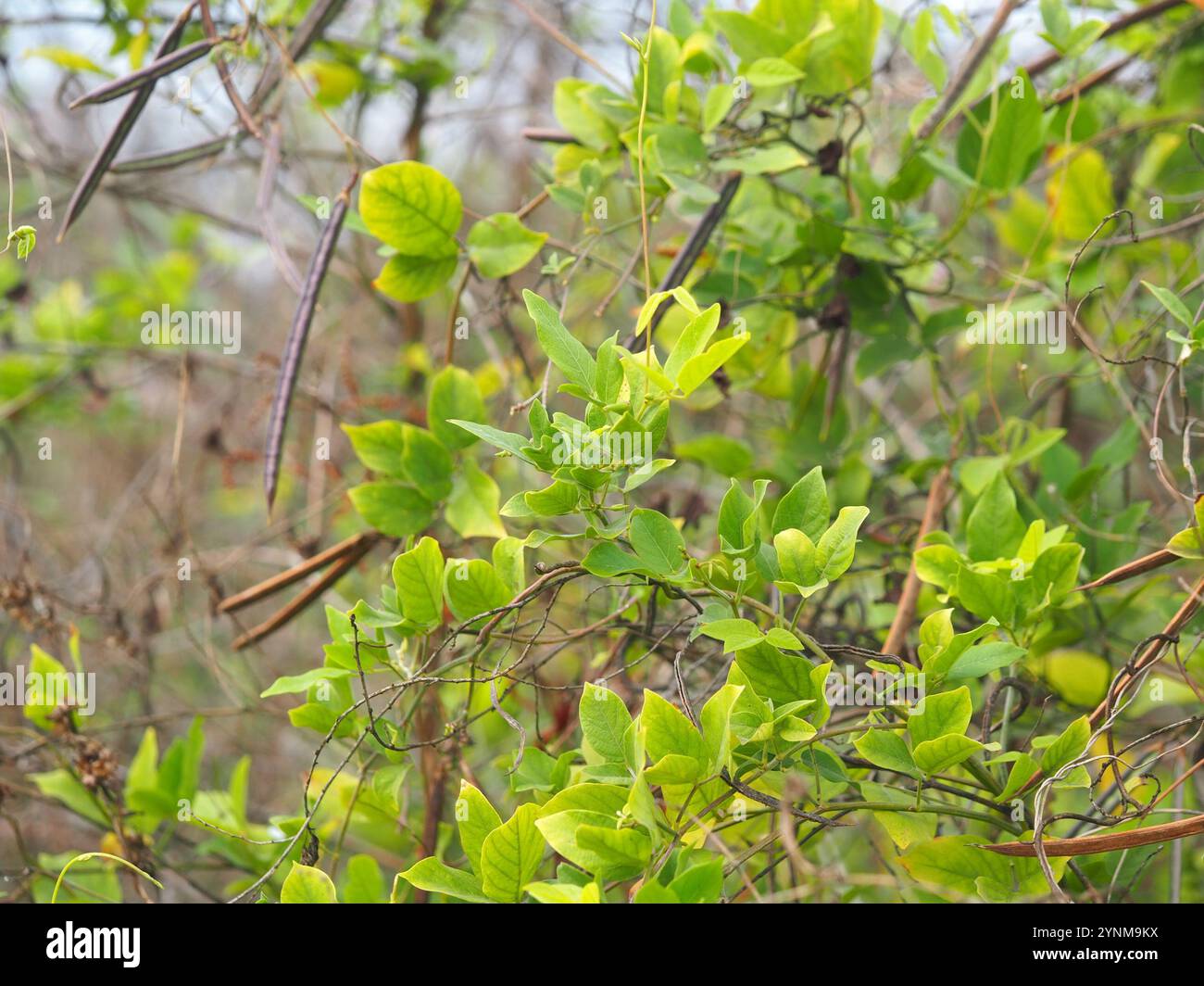 Sentro (Centrosema pubescens Stock Photo - Alamy