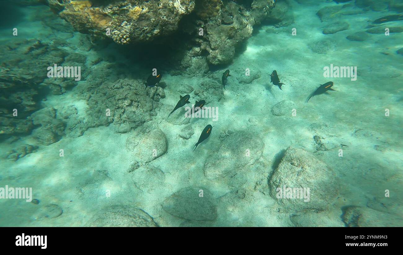 Orangeblotch Surgeonfish (Acanthurus olivaceus Stock Photo - Alamy