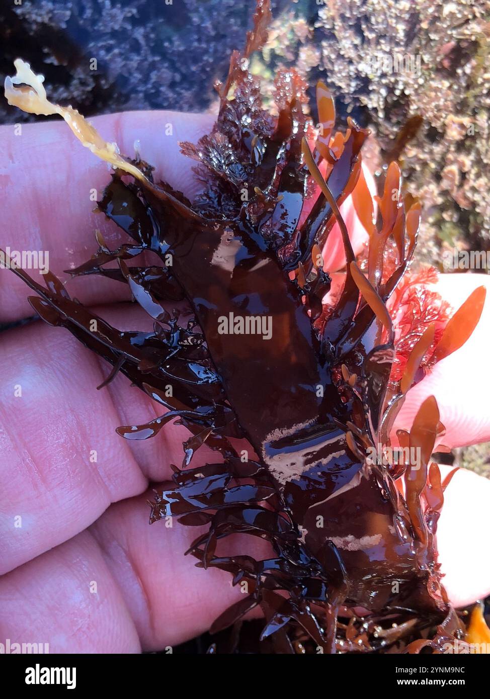 Prionitis hi-res stock photography and images - Alamy